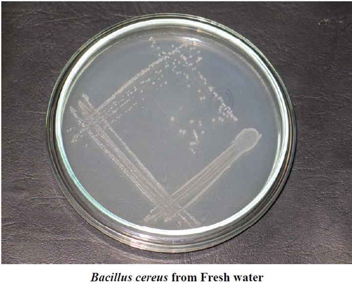 DNA fingerprinting of Bacillus cereus from diverse sources by ...