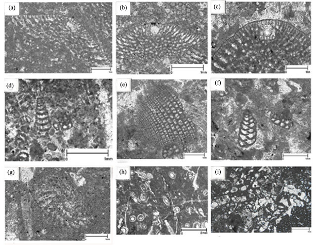 Lower Cretaceous Orbitolinid (Foraminiferida) Record from the Southwest ...