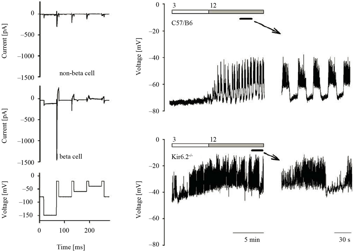 Age-dependent changes in the exocytotic efficacy in Kir6.2 ablated ...