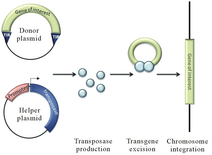 Vectors for gene therapy: A place for DNA transposon