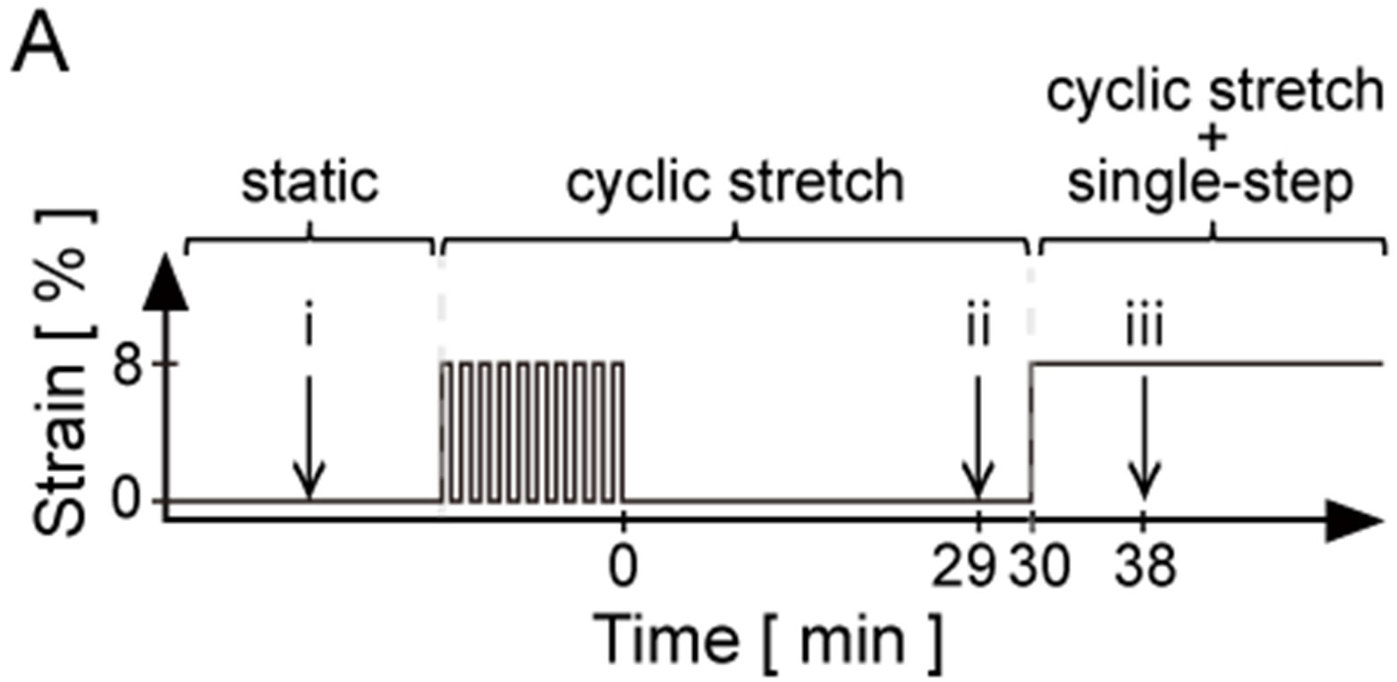 The Number of Cyclic Stretch Regulates Cellular Elasticity in C2C12 ...