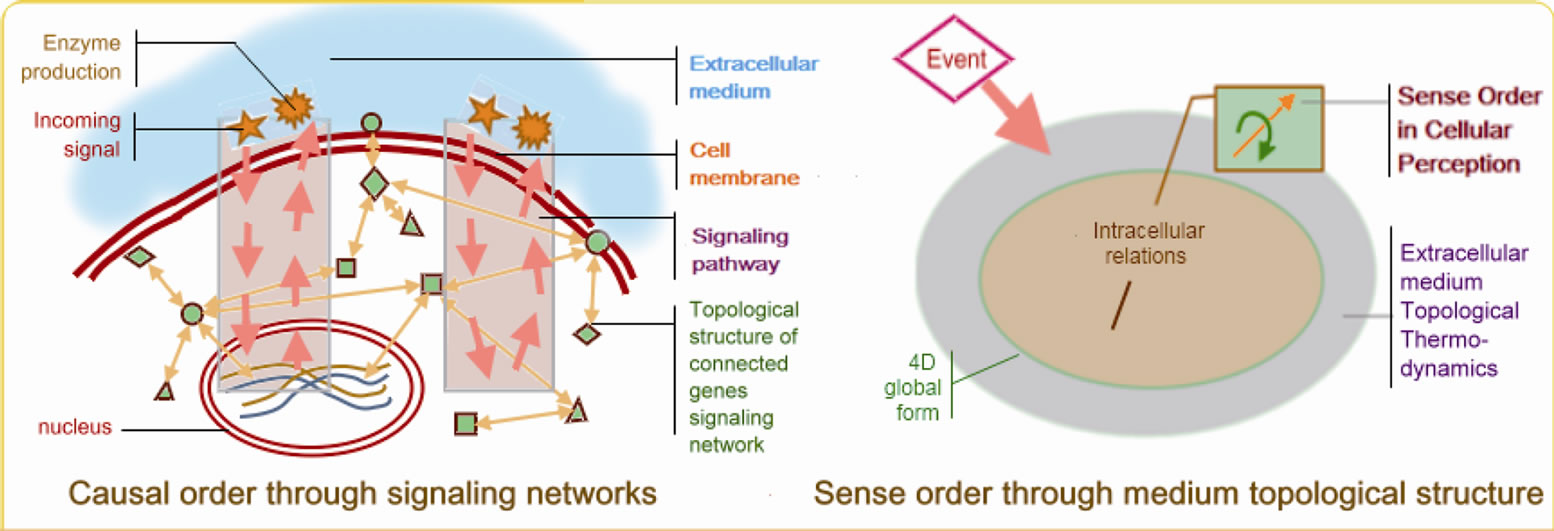 Cellular Perception: When the Cell Model Includes a Sense Order which ...