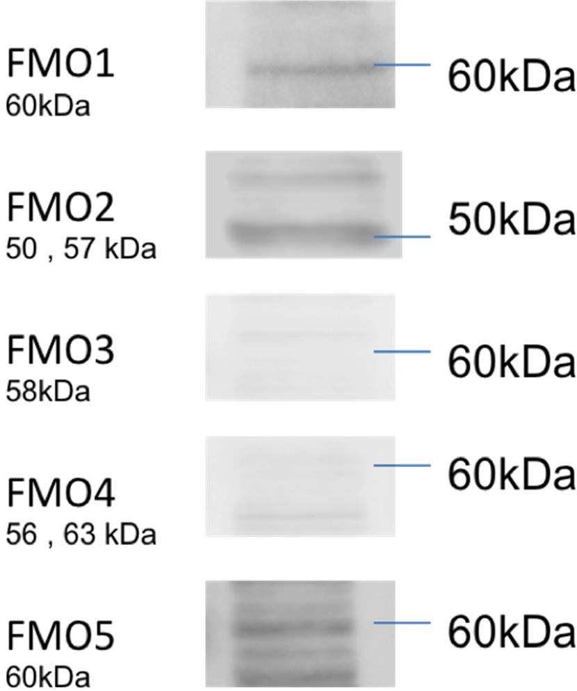 Flavin-Containing Monooxygenase (FMO) Protein Expression and Its ...
