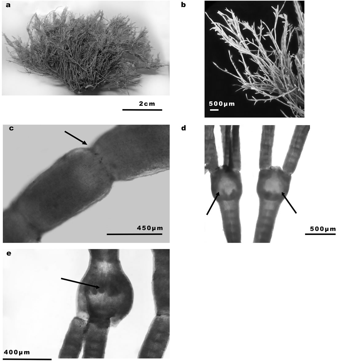 Occurrence and Distribution of the Genus Jania J. V. Lamouroux ...
