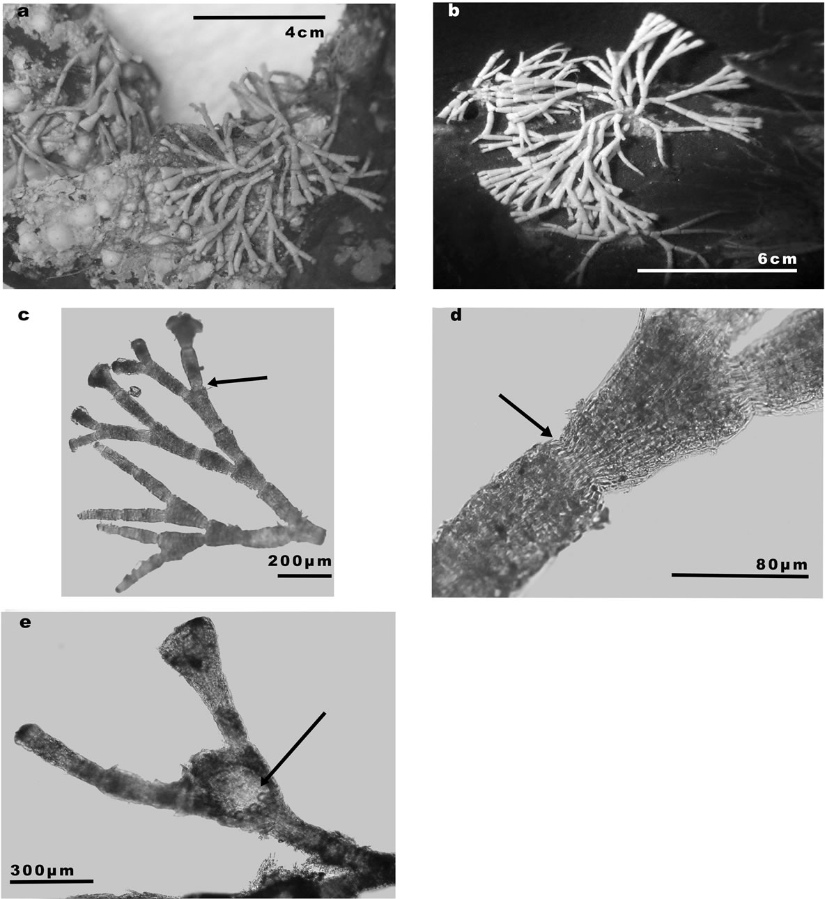Occurrence and Distribution of the Genus Jania J. V. Lamouroux ...