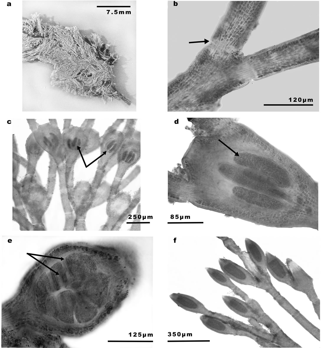 Occurrence and Distribution of the Genus Jania J. V. Lamouroux ...