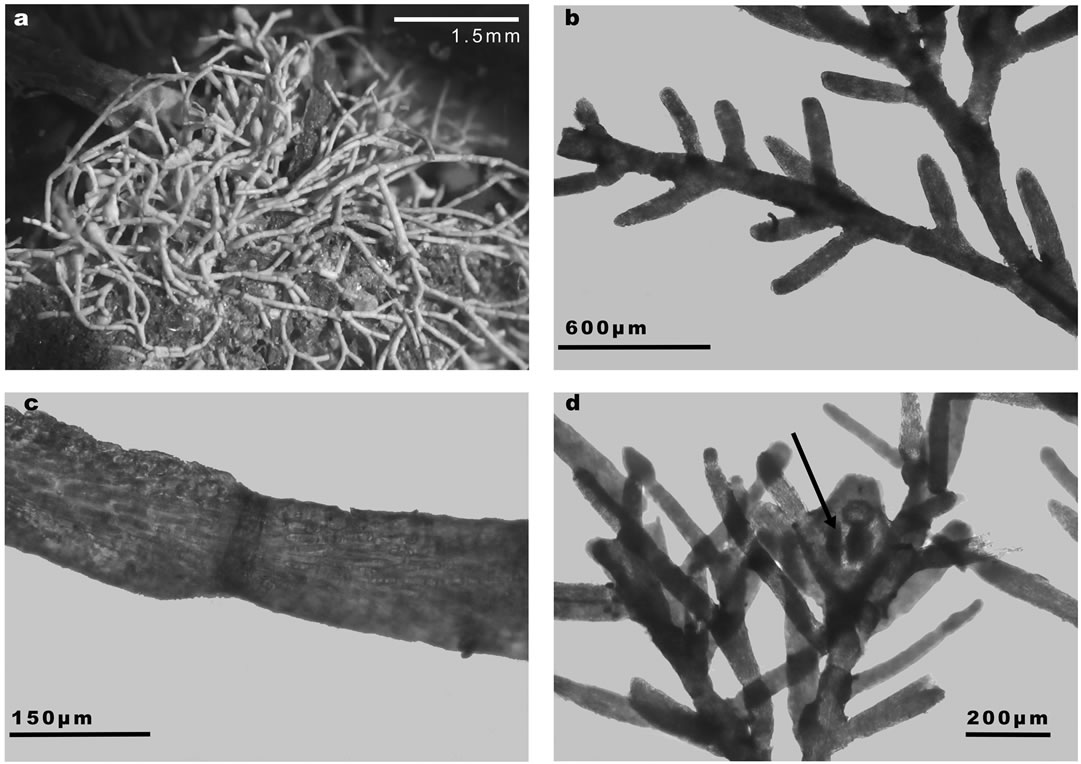 Occurrence and Distribution of the Genus Jania J. V. Lamouroux ...