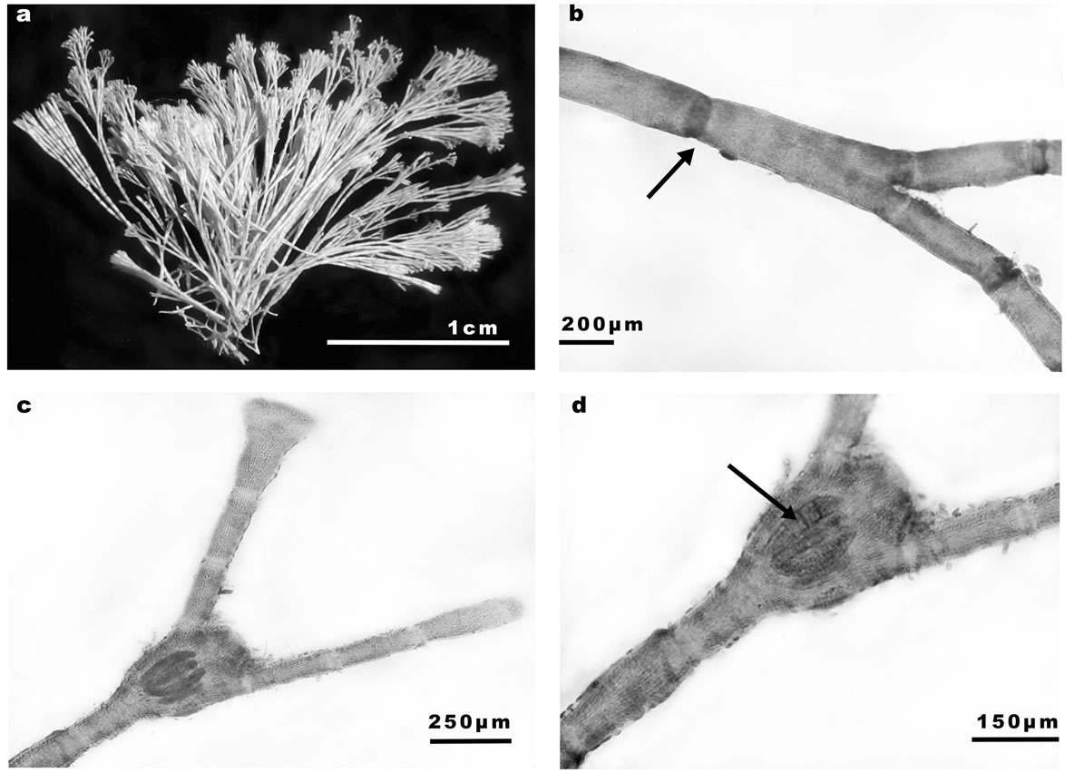 Occurrence and Distribution of the Genus Jania J. V. Lamouroux ...