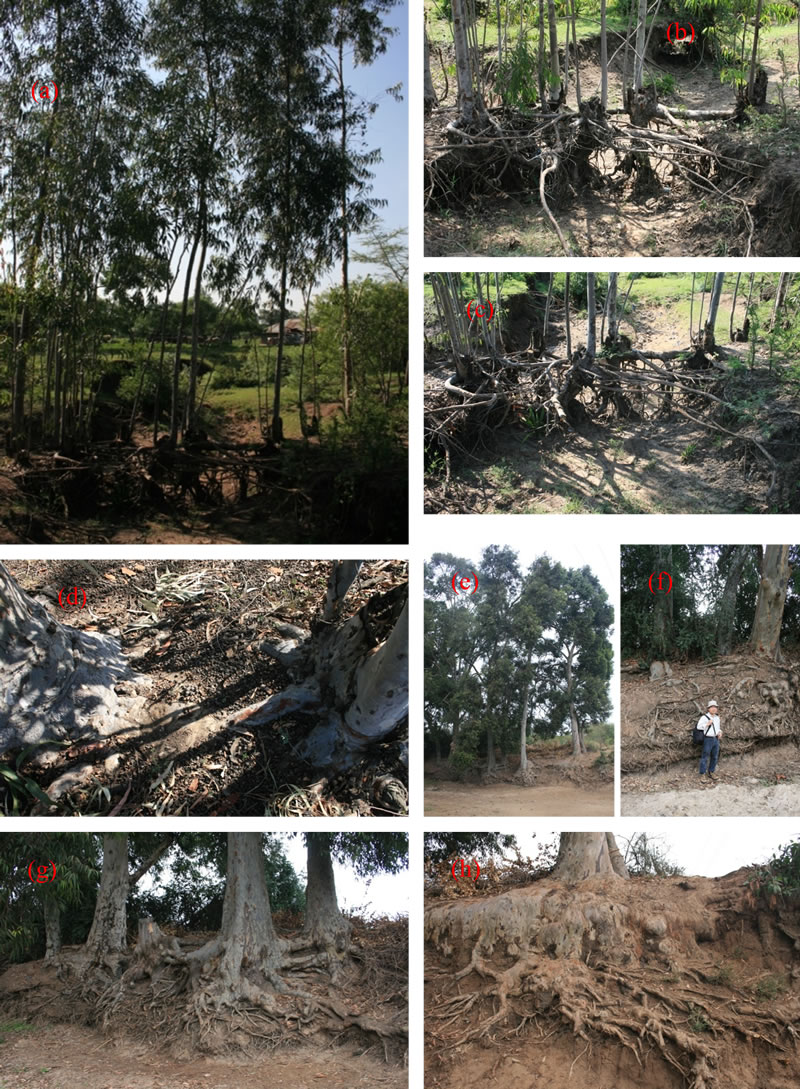 Root-Fusion Characteristic of Eucalyptus Trees Block Gully Development