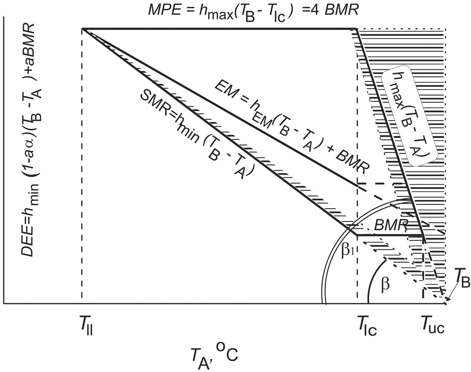 Origin and development of homoiothermy: A case study of avian energetics