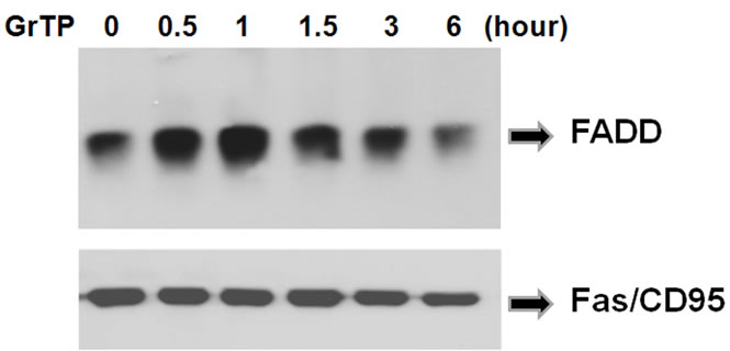 Green Tea Polyphenols Mediated Apoptosis in Intestinal Epithelial Cells ...