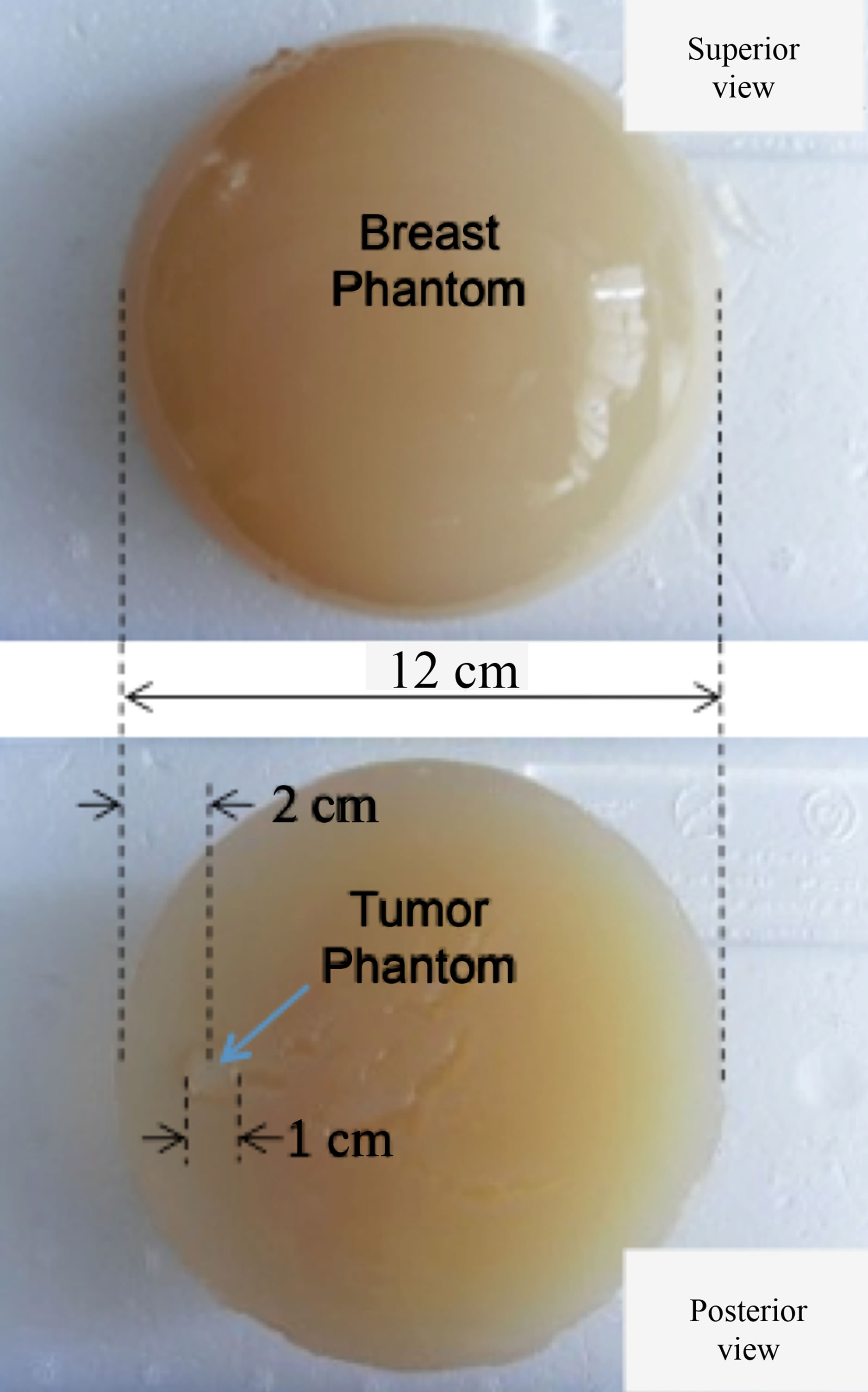 Simulation of Multi-Frequency Induced Currents in Biophysical Models ...