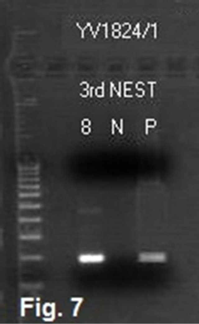 Topological conformational changes of human papillomavirus (HPV) DNA ...