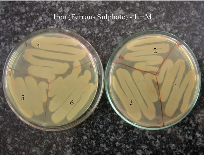 Bacillus Cereus Nutrient Agar