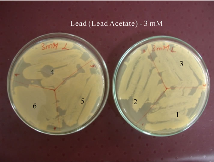 Bacillus Cereus Nutrient Agar