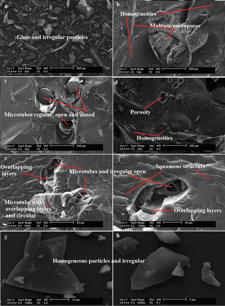 Physical and Morphological Structure of Chicken Feathers (Keratin ...