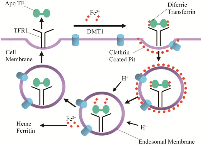 Cancer: Tumor Iron Metabolism, Mitochondrial Dysfunction and Tumor ...