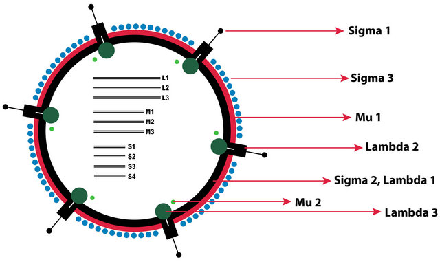 Development of Oncolytic Reovirus for Cancer Therapy