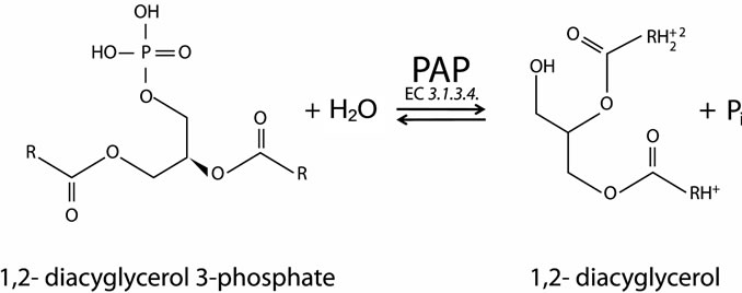 Measuring phosphatidic acid phosphohydrolase (EC 3.1.3.4) activity ...