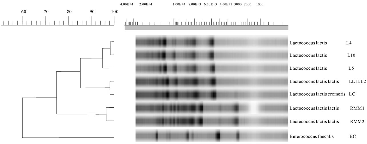 Influence of the Backslopping Practice on the Microbial Diversity of ...