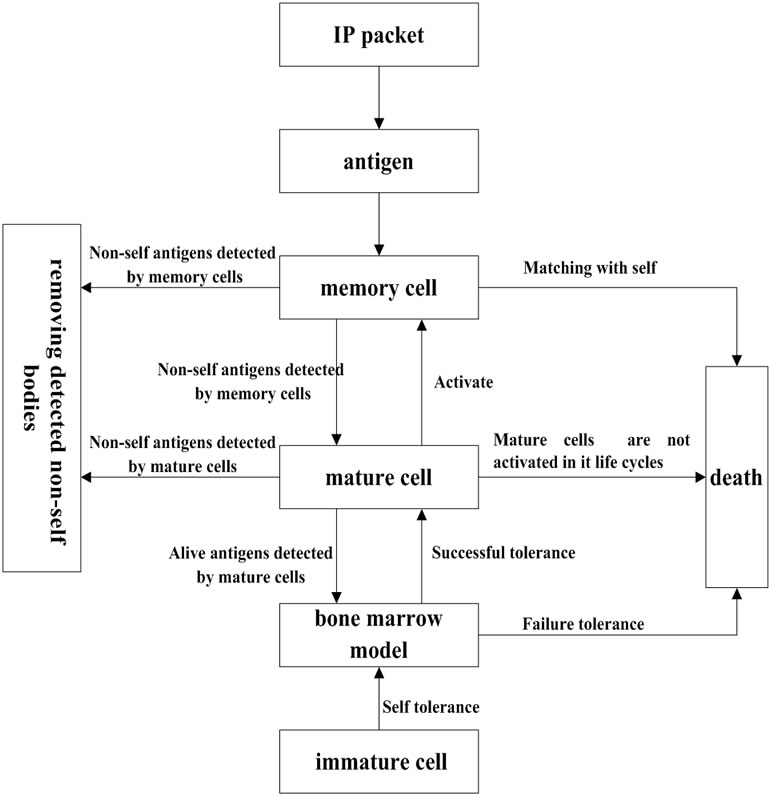 A Network Intrusion Detection Model Based on Immune Multi-Agent