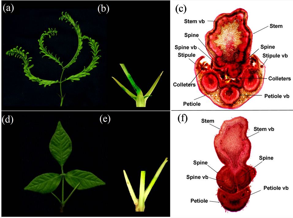 Nodal Spine Pairs Present in the Mimosoid Prosopis juliflora Are Not ...