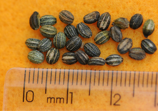 Phenolic Compounds Influence Seed Dormancy of Palicourea rigida H.B.K ...