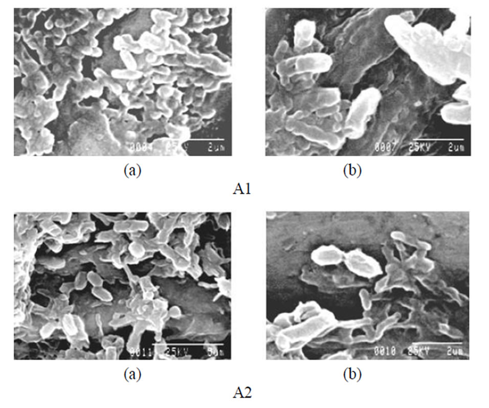 Bioremediation of lead by lead-resistant microorganisms, isolated from ...