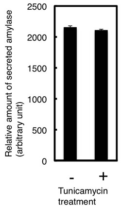 Glycosylation and secretion of human α-amylases