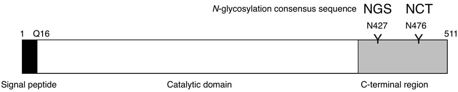 Glycosylation and secretion of human α-amylases