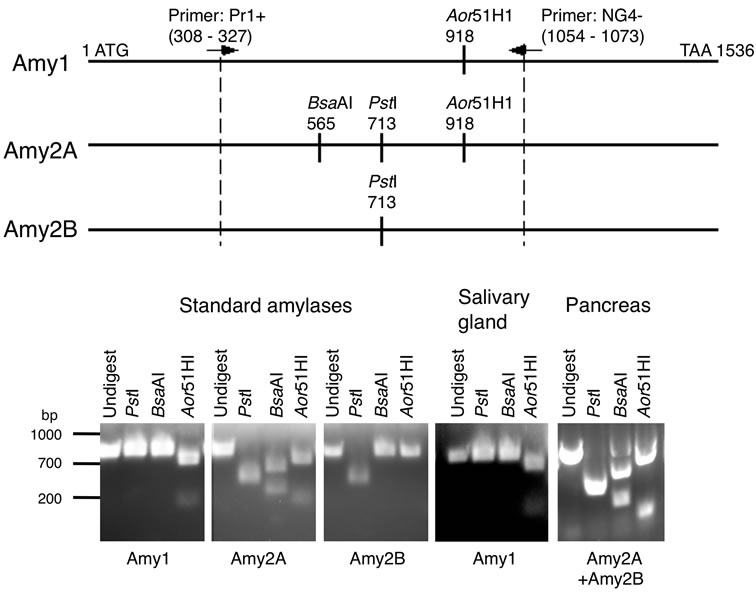 Glycosylation and secretion of human α-amylases