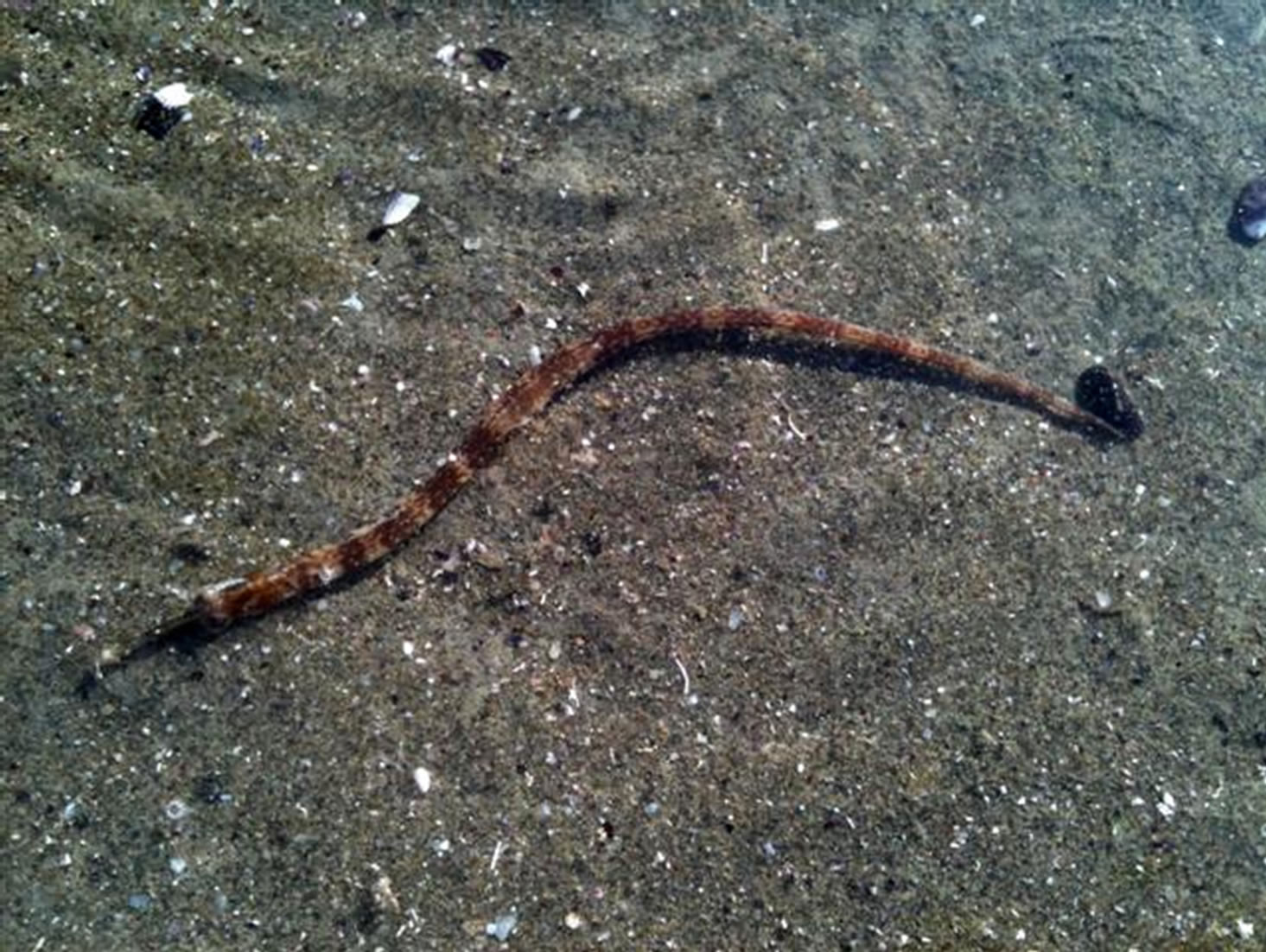 Presence of the deep-bodied pipefish, Leptonotus blainvilleanus (Eydoux ...