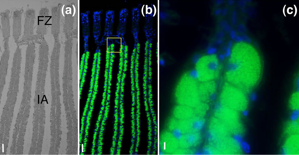 Mucus Glycoproteins Selectively Secreted from Bacteriocytes in Gill ...