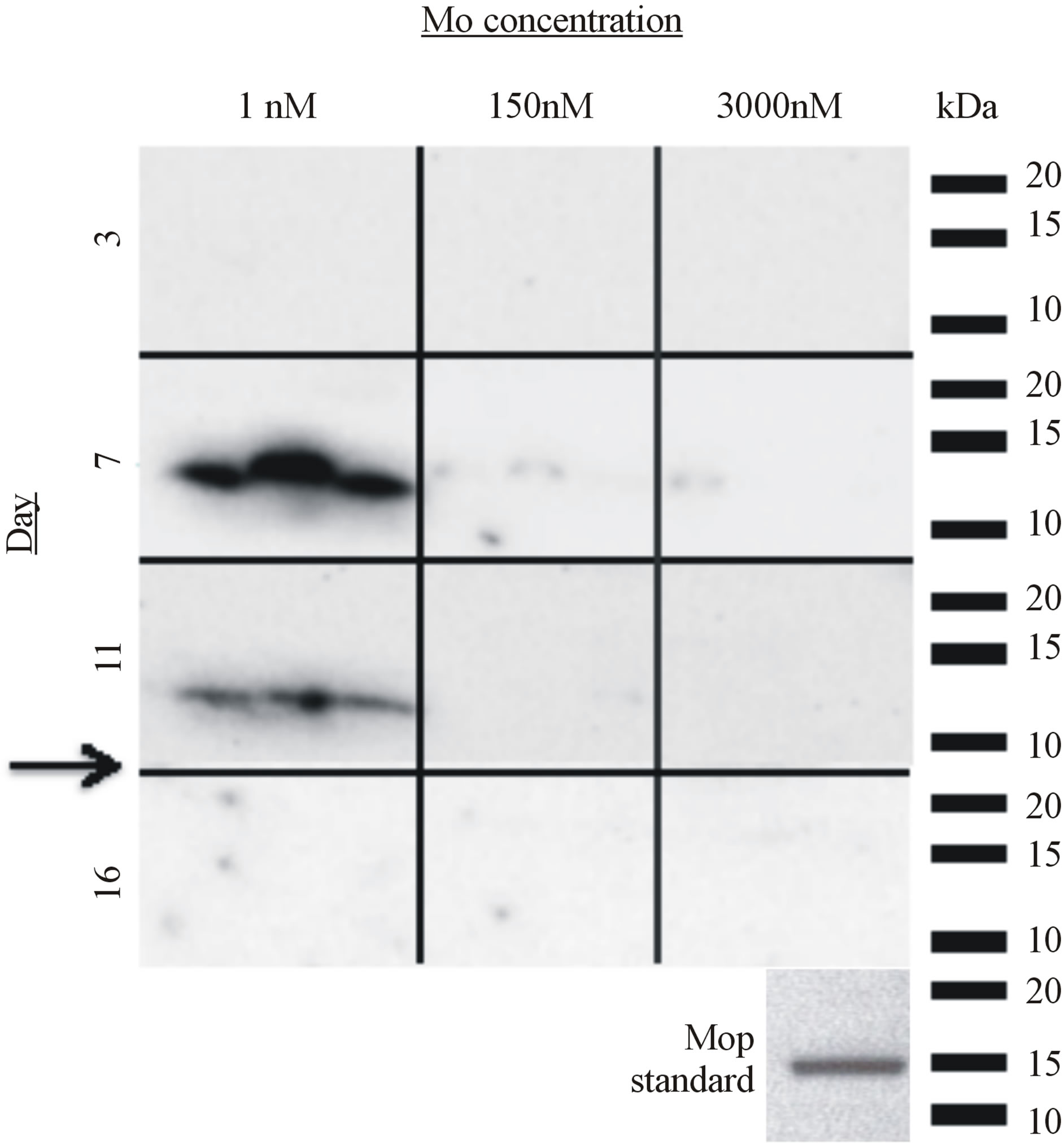Molybdenum Limitation Induces Expression of the Molybdate-Binding ...