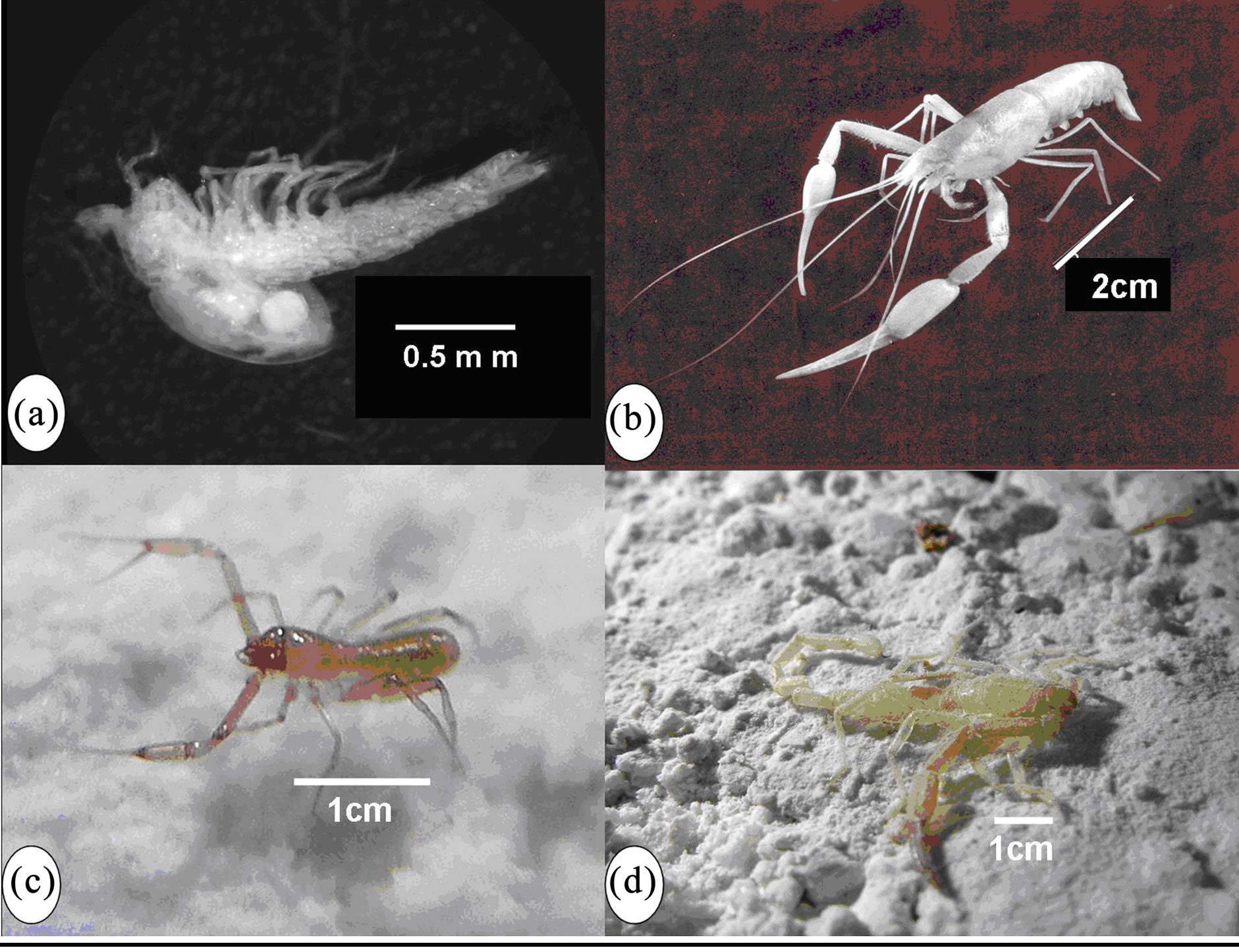 Animal life in the chemoautotrophic ecosystem of the hypogenic ...