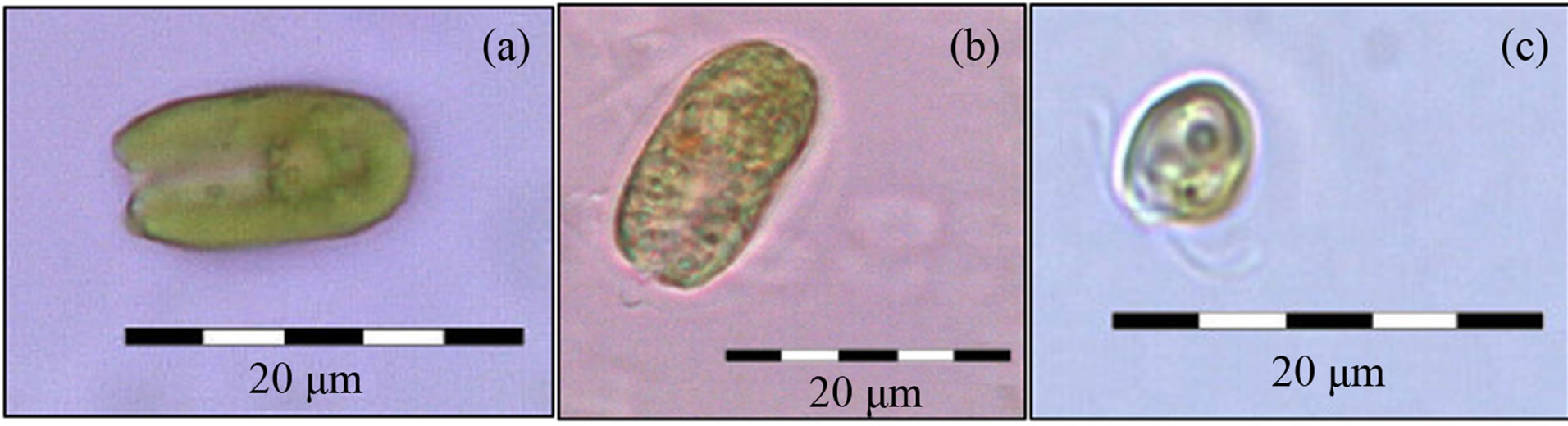 Morphological and chemical aspects of Chlorella pyrenoidosa, Dunaliella ...