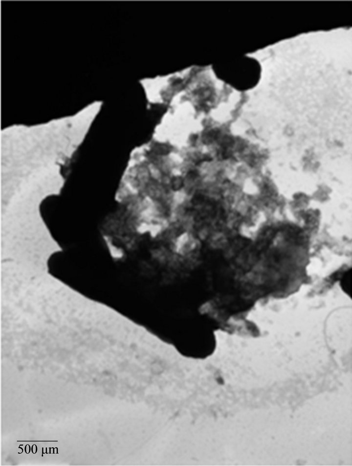 Evaluation of Morphological Changes of Aeromonas caviae Sch3 Biofilm ...