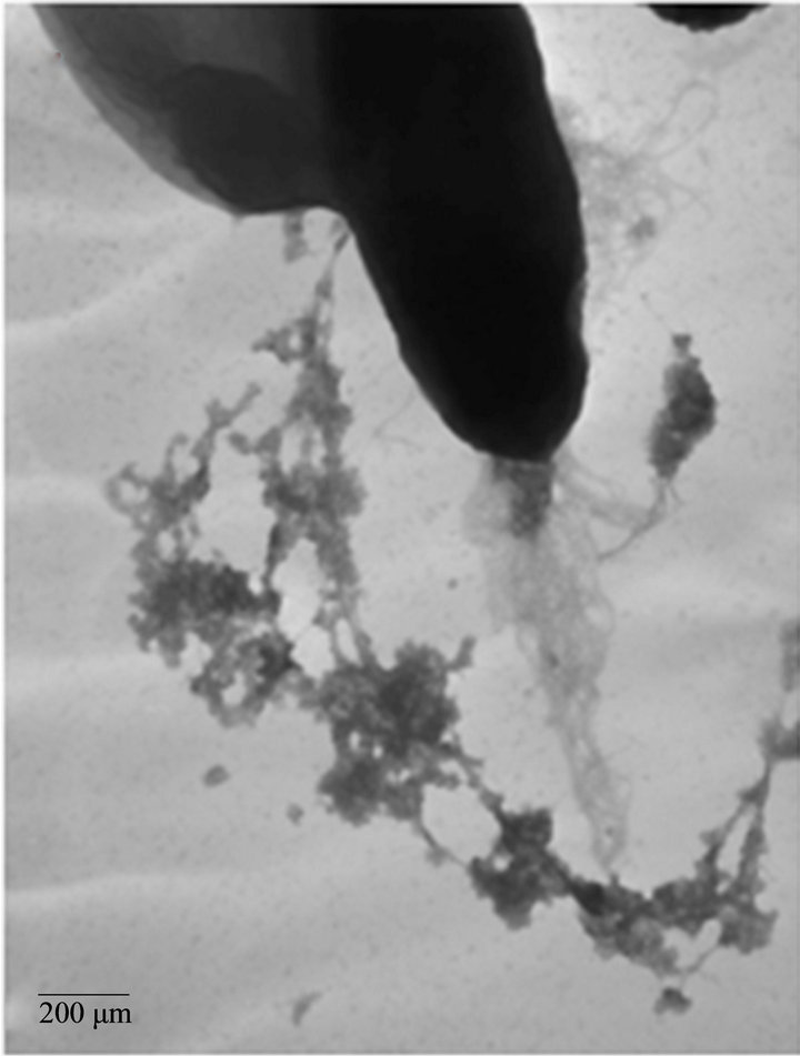 Evaluation of Morphological Changes of Aeromonas caviae Sch3 Biofilm ...