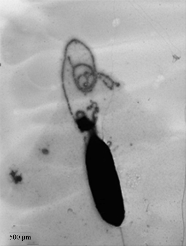 Evaluation of Morphological Changes of Aeromonas caviae Sch3 Biofilm ...