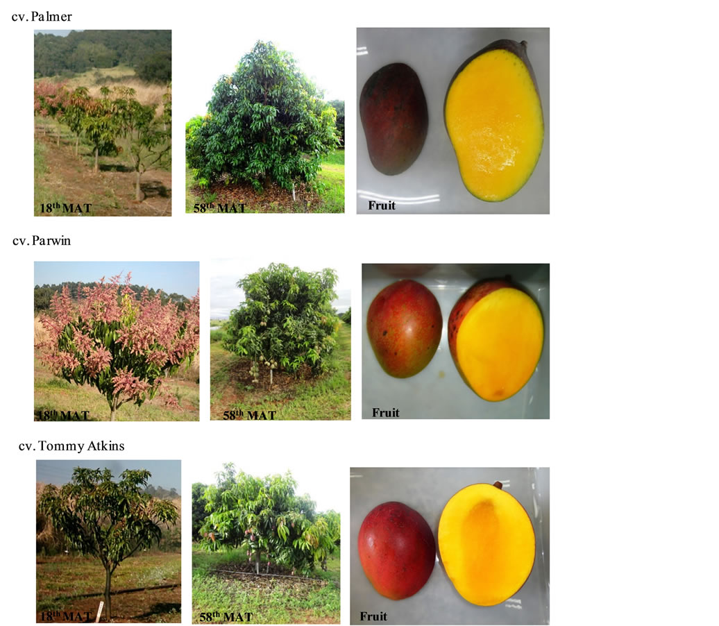 Growth and Flowering of Five Mango Cultivar under Subtropics Conditions ...