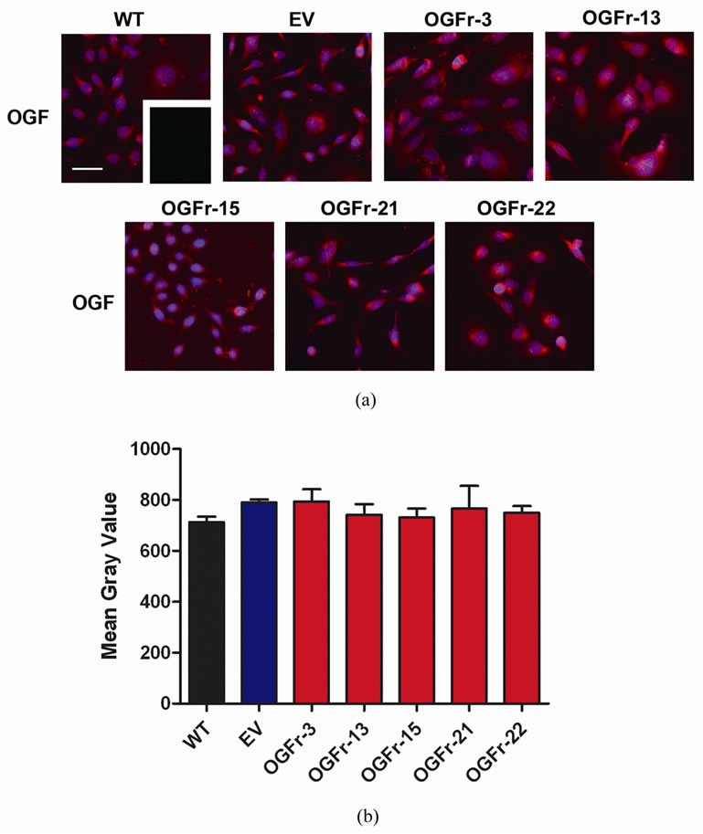 Overexpression of OGFr Downregulates Ovarian Cancer Cell Proliferation ...