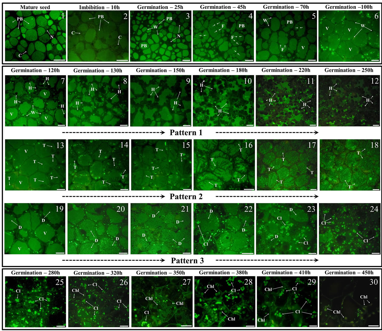 Protein Bodies in Cotyledon Cells Exhibit Differential Patterns of ...