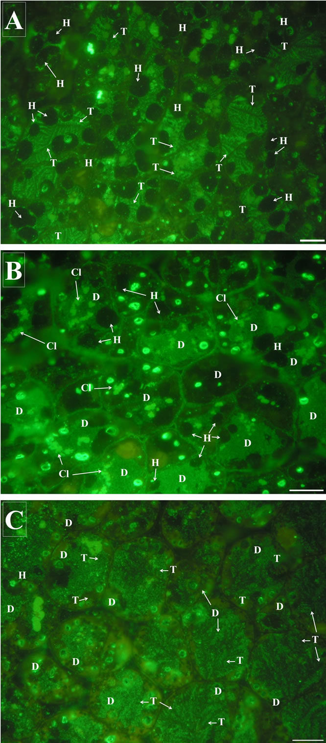 Protein Bodies in Cotyledon Cells Exhibit Differential Patterns of ...
