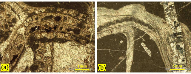 Microfacies and Sedimentary Environments of the Fahliyan Formation from ...