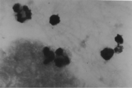 Relevance of Economic Field Microscope in Remote Rural Regions for ...