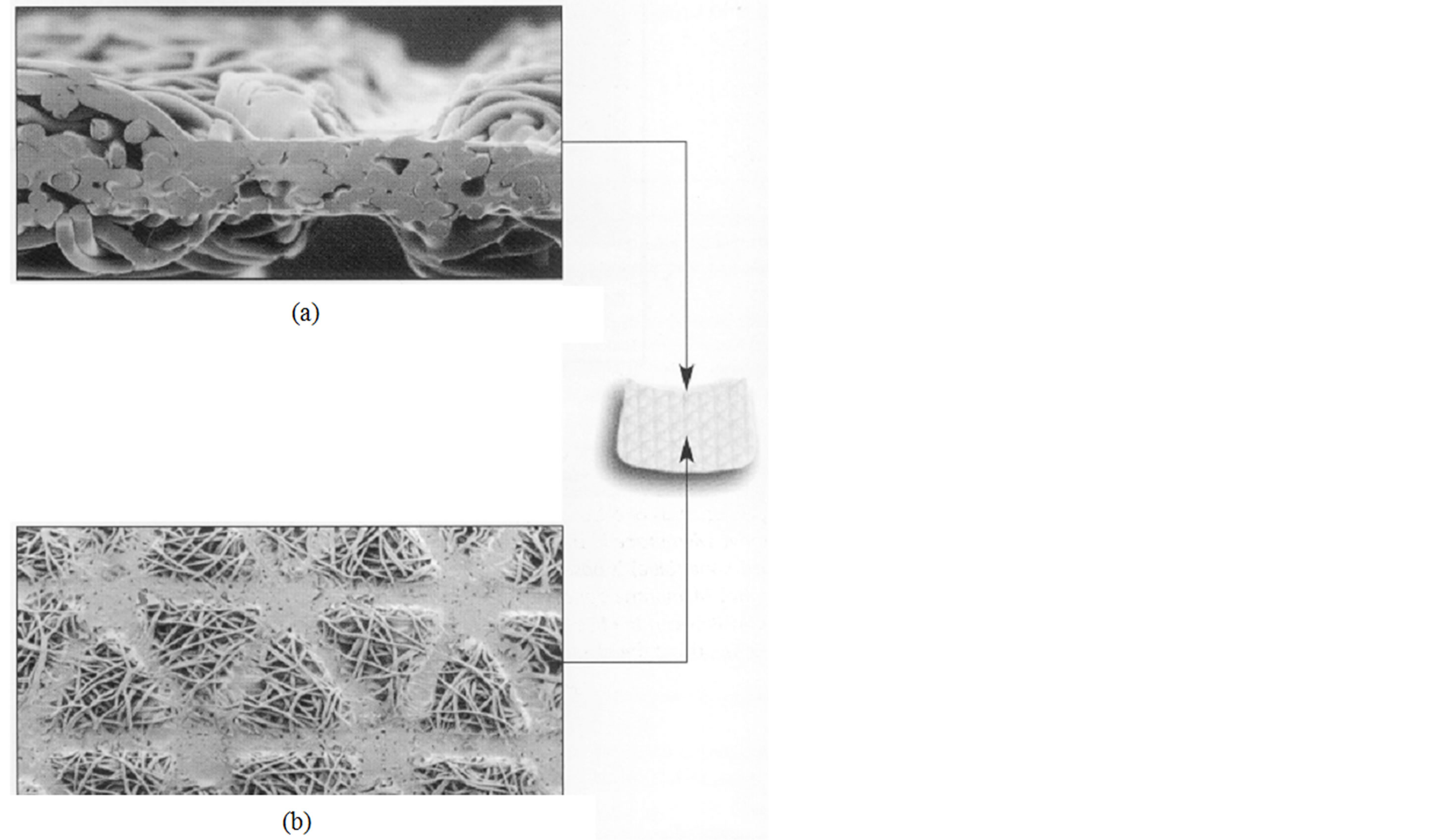 Bioabsorbable Barrier Membrane Combined with rhBMP-2 Improved Bone ...