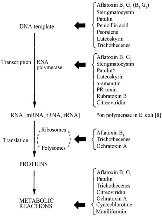 Aflatoxins metabolism, effects on epigenetic mechanisms and their role ...