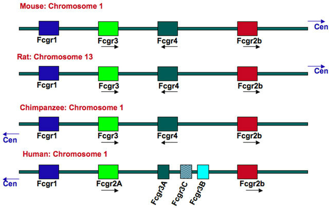 Fc receptors: Cell activators of antibody functions