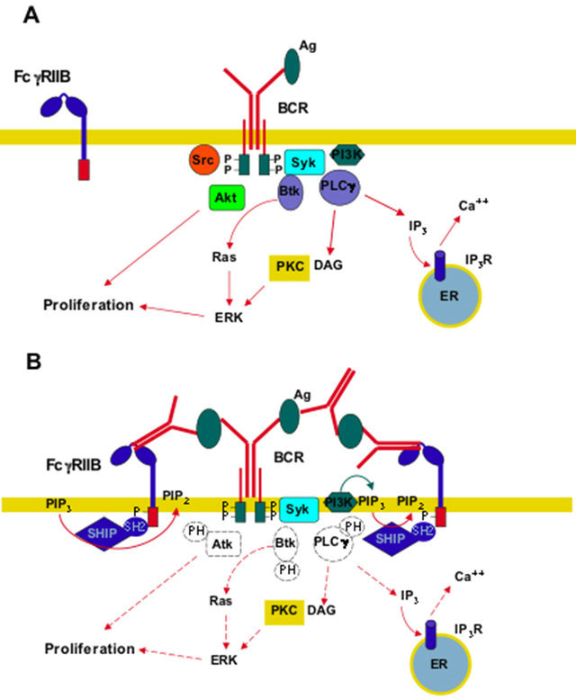 Fc receptors: Cell activators of antibody functions