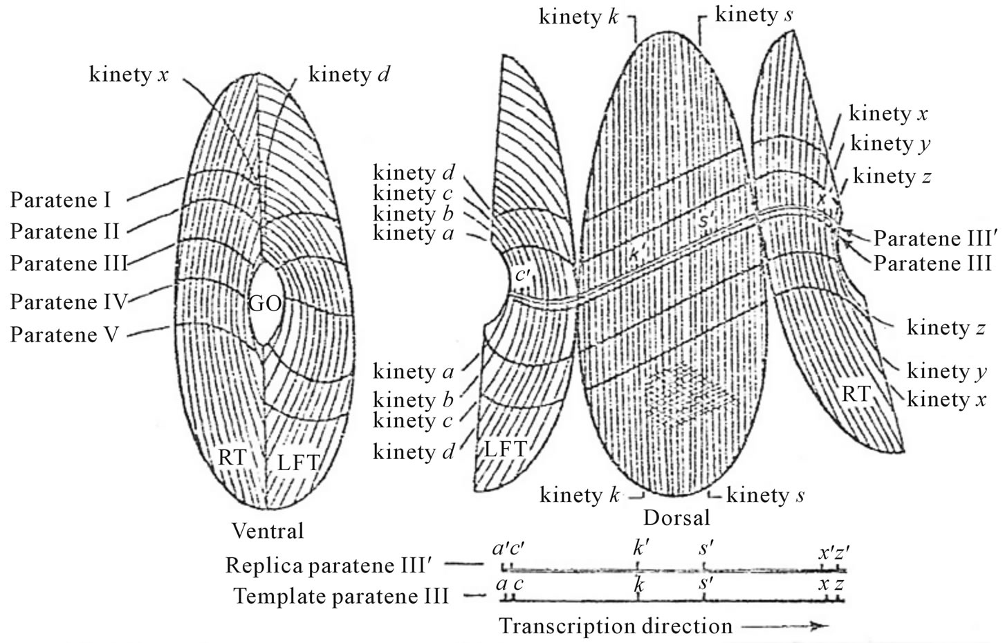 Fibonacci Numbers In Animals